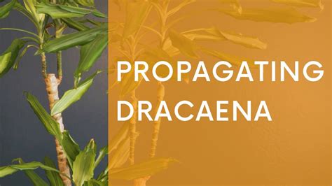 Propagating Dracaena How To Prune And Propagate A Corn Plant Youtube