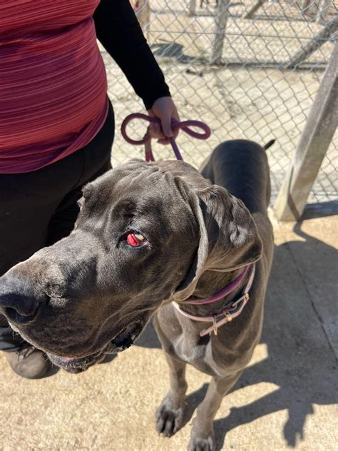 Rehoming Danes National Great Dane Rescue