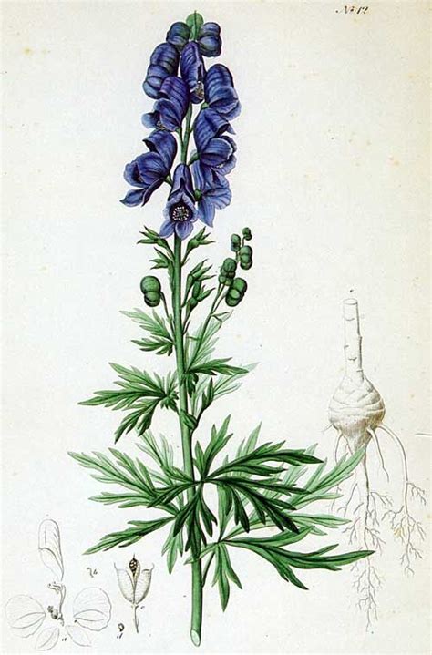 Eisenhut AcÓnito Monkshood Aconitum How To Draw Wolfsbane