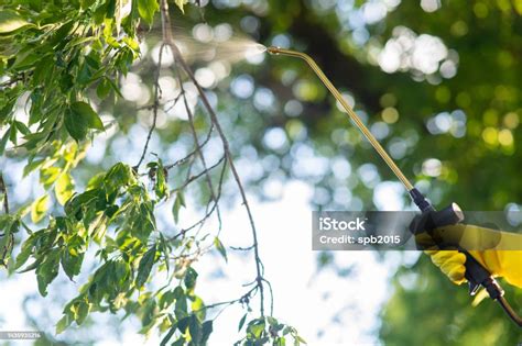 화학 물질을 분사하는 스프레이 팁의 클로즈업 정원 나무와 관목 가공 백라이트 나무의 빽빽한 왕관에서 여름 보케 배경 55 59세에 대한 스톡 사진 및 기타 이미지 Istock