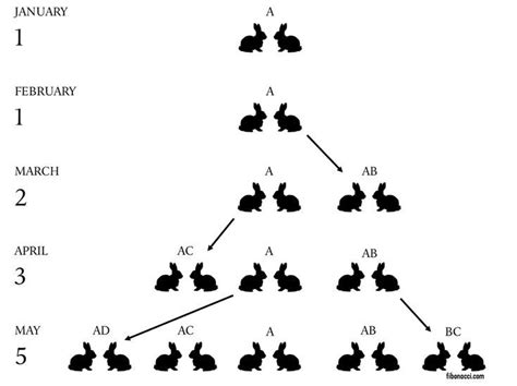 Fibonaccis Rabbits A Mathematical Puzzle Mrinal Mondal Posted On