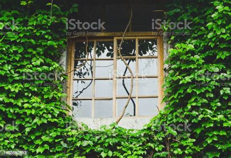 화창한 날에 나무 창문이 있는 천연 신선한 녹색 잎으로 덮인 시멘트 벽 콘크리트 벽에 식물을 등반 친환경 개념 0명에 대한 스톡 사진 및 기타 이미지 Istock