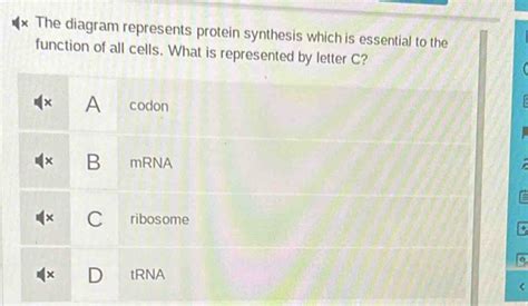 Solved X The Diagram Represents Protein Synthesis Which Is Essential
