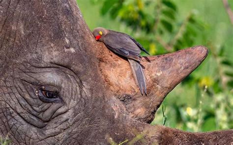 Photographer Catches Oxpecker Cuddling His Rhino Friend The Dodo