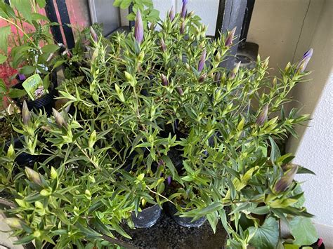 笹リンドウ再入荷 花重 京都 Hanajyu