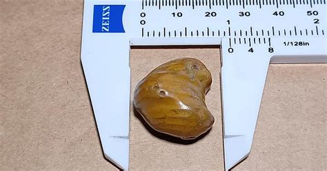 Fossil Id Album On Imgur