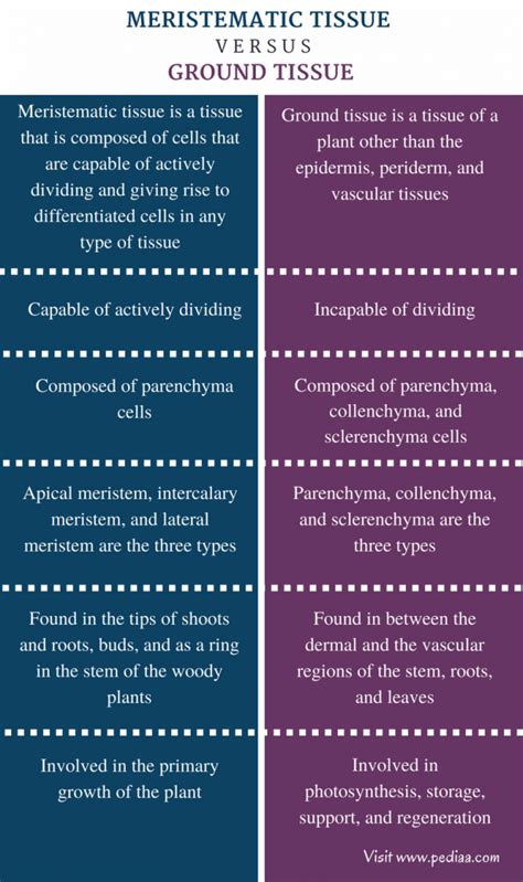 Difference Between Meristematic Tissue And Ground Tissue Definition Characteristics Function