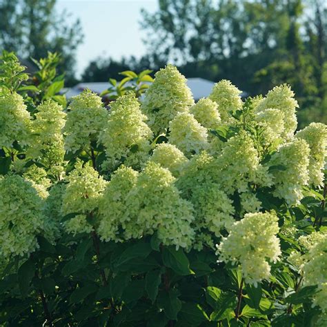 Hydrangea Trees Proven Winners Colorchoice Flowering Shrubs