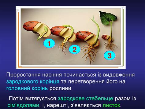 Презентація «Насінина 6 клас