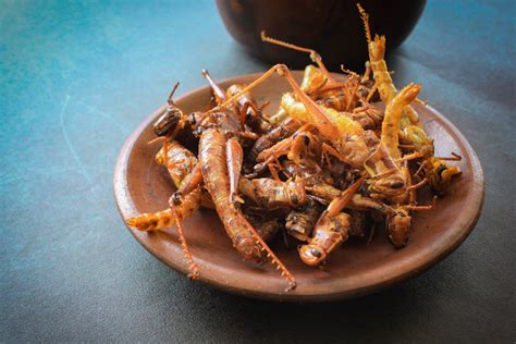 பல வருட கோரிக்கைக்கு கிடைத்த அனுமதி உணவாகப்போகும் 16 வகை பூச்சிகள் லங்காசிறி நியூஸ்