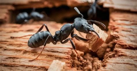 What Does Carpenter Ant Damage Look Like Critter Stop