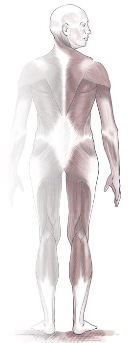 Sonotool® The Ultrasound Reference For Physicians Medical Practitioners And Doctors