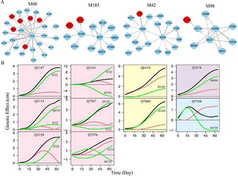 Fine Grained Genetic Networks At The Snp Level For Qtl Containing Download Scientific Diagram