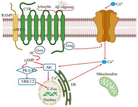 Ijms Free Full Text Role Of Receptors In Relation To Plaques And