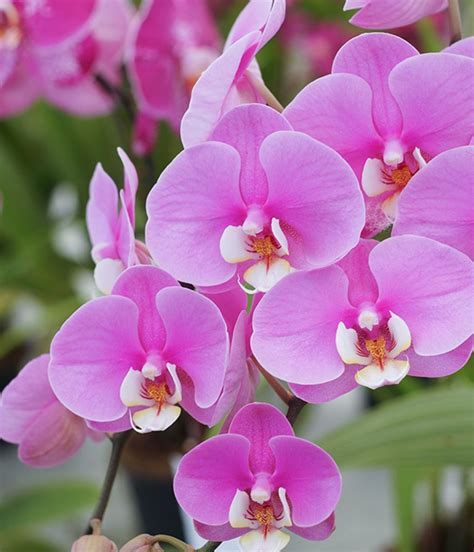 Cassandra L Scott Obituary June 3 2025 Chicagoland Cremation Options