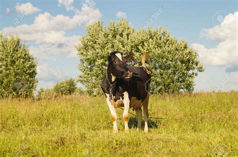 Черно-белые коровы в Травяное поле на яркий и солнечный день | Черно ...