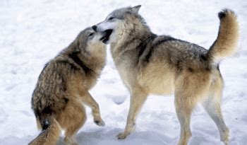 Arctic Wolf Facts Diet And Habitat Information