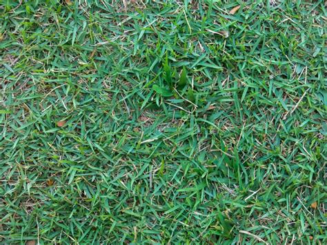 Green Grass Pattern On Shadows Stock Image Image Of Leaf Autumn