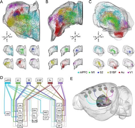 Region Specific Distribution Of Thalamic Inputs To Cortical Crh Download Scientific Diagram