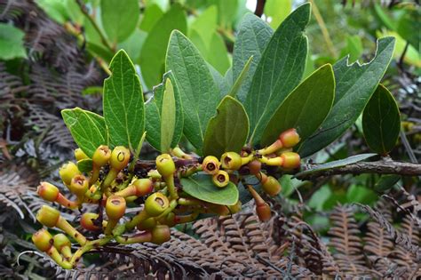 Macleania Rupestris Ericaceae Plantas De Colombia