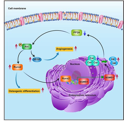 Osteogenesis Imperfecta News Dentagama