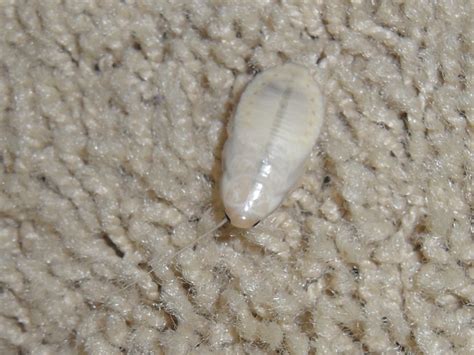 Lobster Cockroach Nauphoeta Cinerea Insectraiser