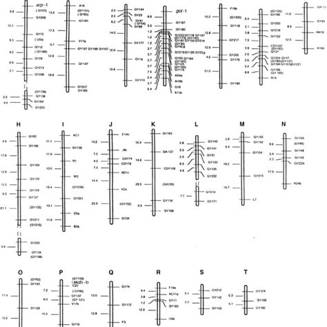 Molecular Genetic Map Of Cassava Based On Segregation Of Rflp Cd½