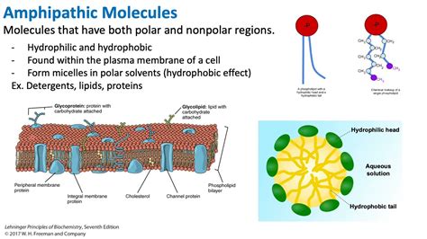 Amphipathic Biology Simple