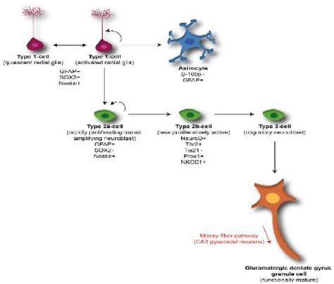 The Various Stages Of Adult Neurogenesis In The Subgranular Zone Sgz