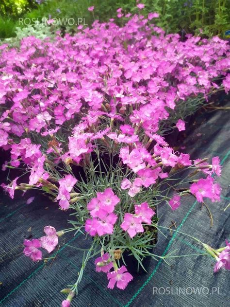 Goździk Siny Dianthus Gratianopolitanus Roslinowopl
