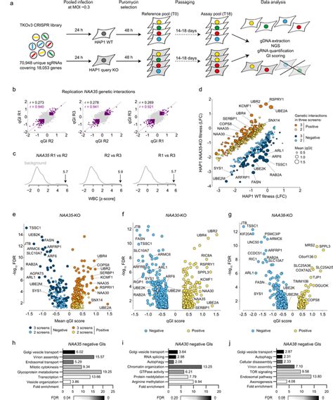 genome wide mapping of genetic interactions with human natc a schematic