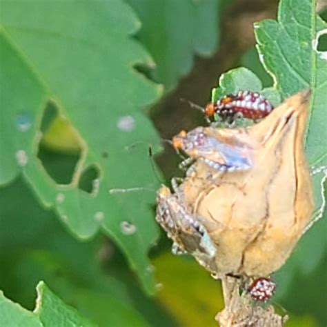 Bugs On Rhododendron In Ne Ga Usa Rwhatsthisbug