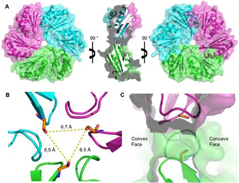Figure 2 From Structure And Function Of A Bacterial Microcompartment Shell Protein Engineered To