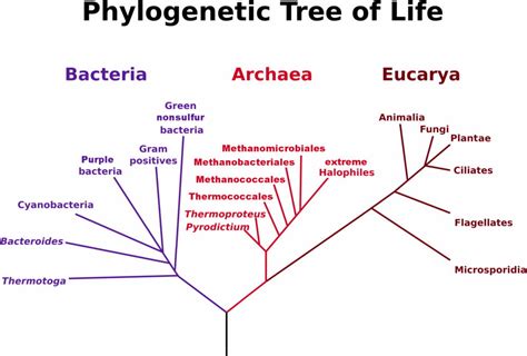 Identify The Parts Of The Phylogenetic Tree