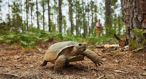 The Gopher Tortoise And The Working Forest Working Forests Initiative