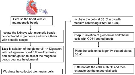 Isolation Of Conditionally Immortalized Mouse Glomerular Endothelial