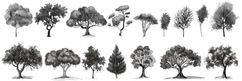 Tree Clip Art Illustration Graphic Set Of Hand Drawn Tree Sketches Premium AI Generated Image