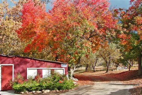 Oak Glen Apple Orchard 11 12 1 In A Multiple Picture Albu Flickr
