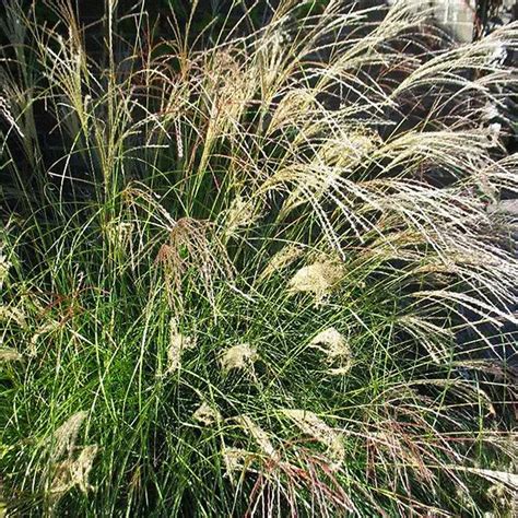 Little Kitten Grass For Sale The Tree Center