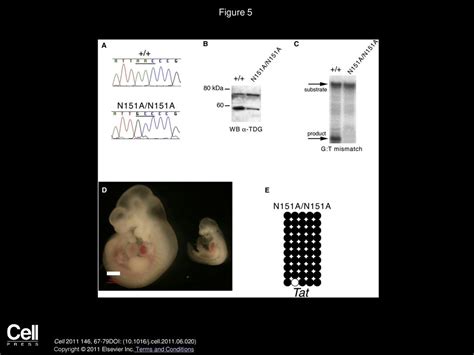 Volume 146 Issue 1 Pages July 2011 Ppt Download
