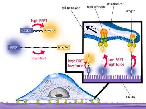 Schematic Illustration Of The Operation Of Fret Force Sensors The Download Scientific Diagram