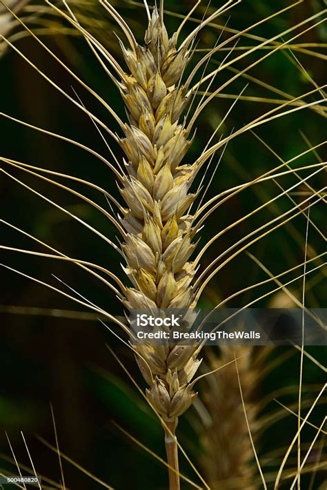 잘 익은 성숙한 위트 청력보조용 헤드 초록색입니다 필드 클로즈업 2015년에 대한 스톡 사진 및 기타 이미지 2015년 낮