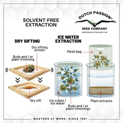 Top 5 Cannabis Extraction Methods Dutch Passion