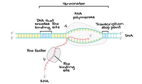 What Is The Template For Transcription