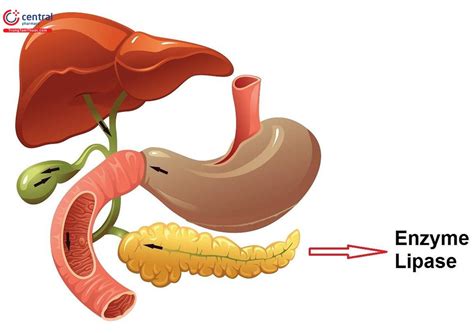 Lipase Emzym Tiêu Hóa Quan Trọng Nhất Của Cơ Thể