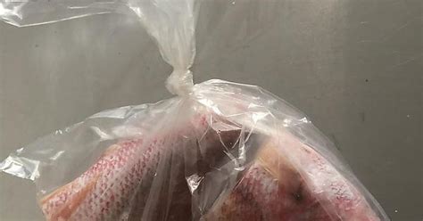 Bag O Fish Cut At Waist Album On Imgur