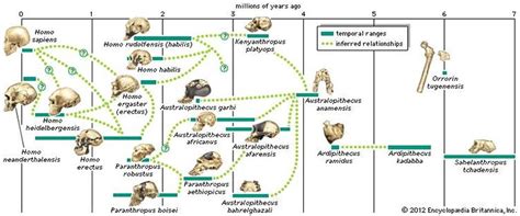 Sahelanthropus Tchadensis Human Evolution Evolution History