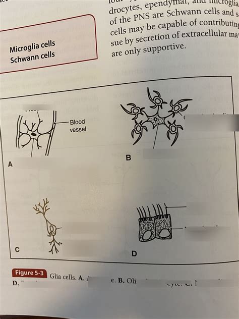 Neuroanatomy Diagram Quizlet