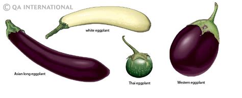 Eggplant Visual Dictionary