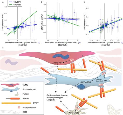 Svep1 And Pear1 Causally And Concordantly Relate To Human Platelet Download Scientific Diagram
